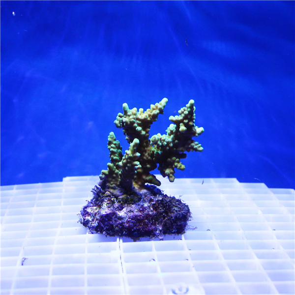 Green Acropora Coral Colony | SPS CORAL COLONIES | Corals Online