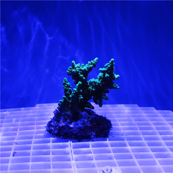 Green Acropora Coral Colony | SPS CORAL COLONIES | Corals Online