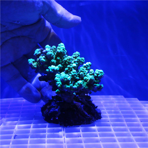 Bright Green Acropora Coral Colony | SPS CORAL COLONIES | Corals Online
