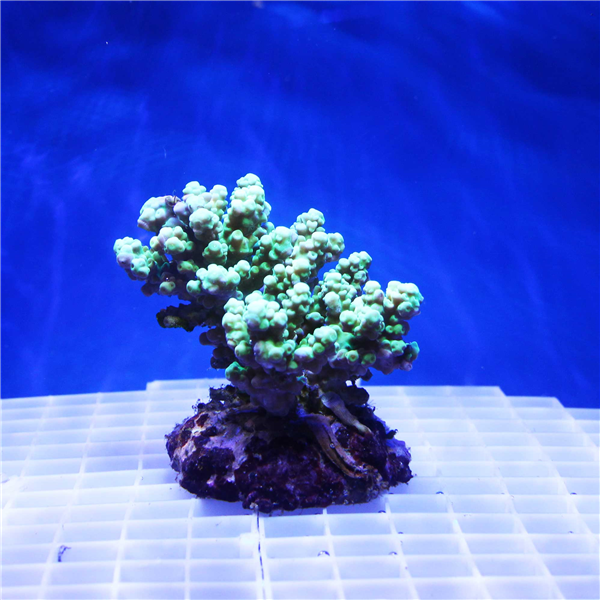 Bright Green Acropora Coral Colony | SPS CORAL COLONIES | Corals Online