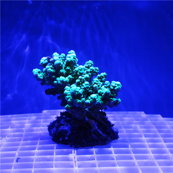 Bright Green Acropora Coral Colony | SPS CORAL COLONIES | Corals Online