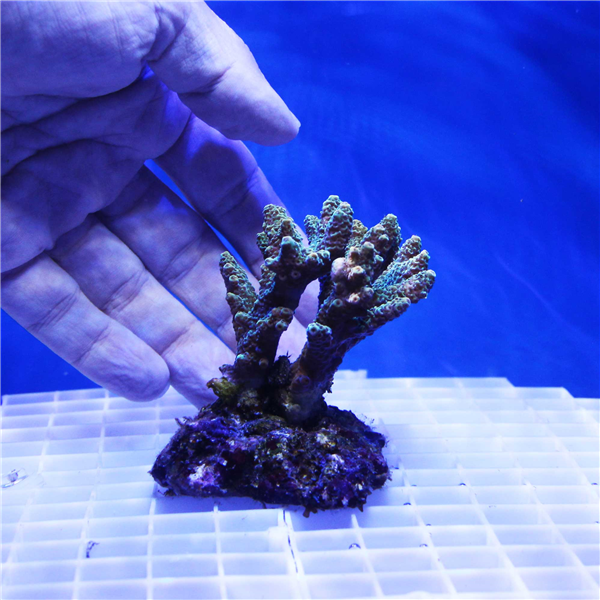 Green Millepora Acropora Coral Colony | SPS CORAL COLONIES | Corals Online