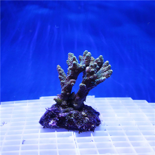 Green Millepora Acropora Coral Colony | SPS CORAL COLONIES | Corals Online