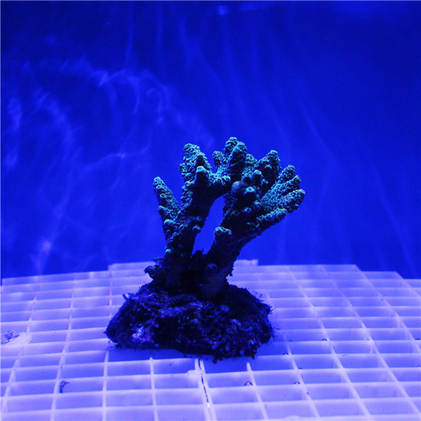 Green Millepora Acropora Coral Colony | SPS CORAL COLONIES | Corals Online