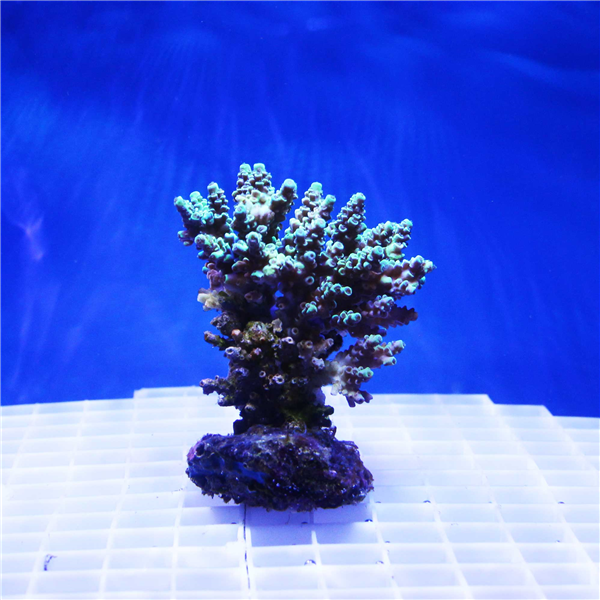 Bright Green Acropora Coral Colony | SPS CORAL COLONIES | Corals Online