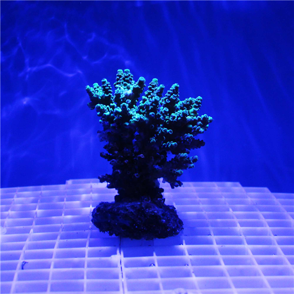 Bright Green Acropora Coral Colony | SPS CORAL COLONIES | Corals Online