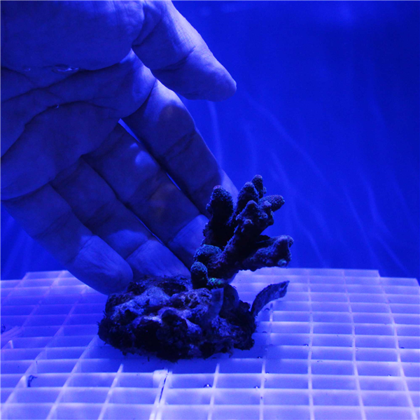 Purple Millepora Acropora Coral Colony | SPS CORAL COLONIES | Corals Online