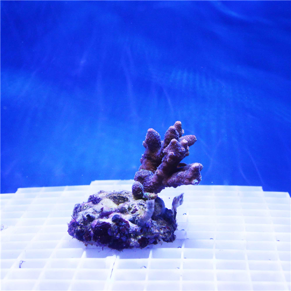 Purple Millepora Acropora Coral Colony | SPS CORAL COLONIES | Corals Online