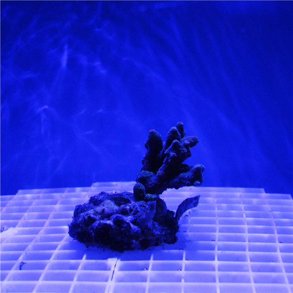 Purple Millepora Acropora Coral Colony | SPS CORAL COLONIES | Corals Online