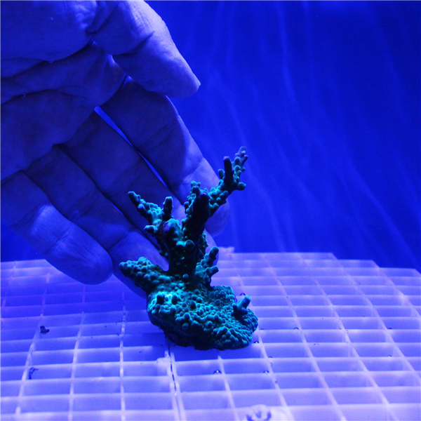 Bright Green Acropora Colony | SPS CORAL COLONIES | Corals Online