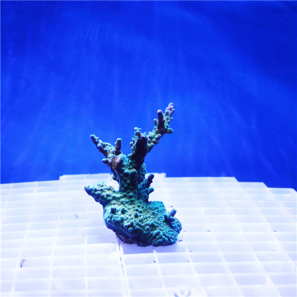 Bright Green Acropora Colony | SPS CORAL COLONIES | Corals Online