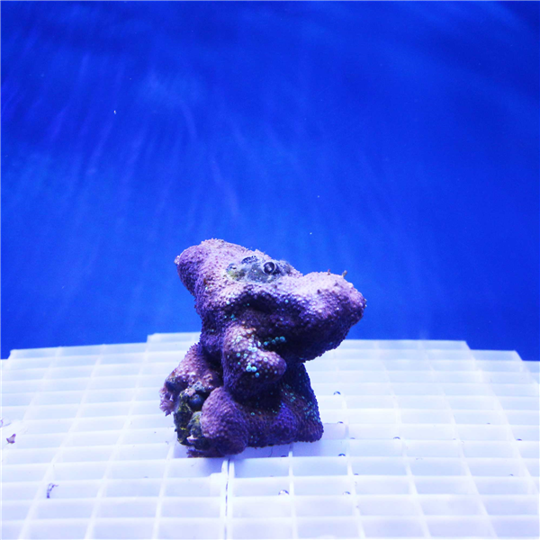 Red and Green Encrusting Montipora Colony | SPS CORAL COLONIES | Corals ...