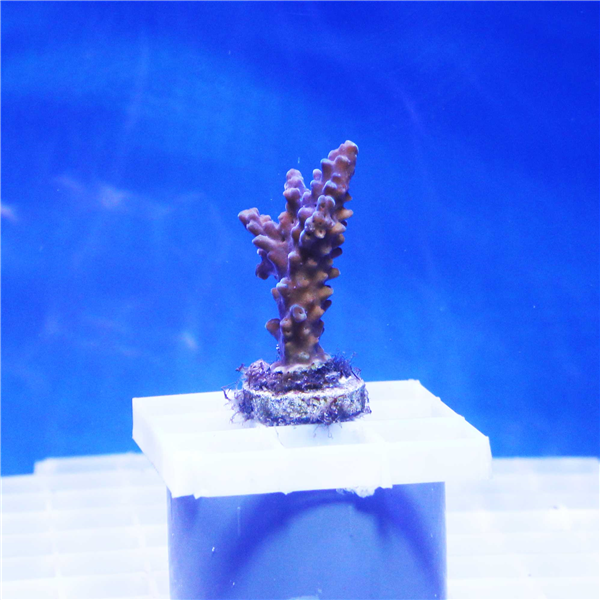 Purple Acropora Coral Frag | SPS CORAL FRAGS | Corals Online