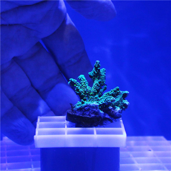 Green Polyp Montipora Coral Frag | SPS CORAL FRAGS | Corals Online