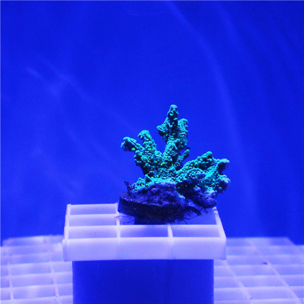 Green Polyp Montipora Coral Frag | SPS CORAL FRAGS | Corals Online
