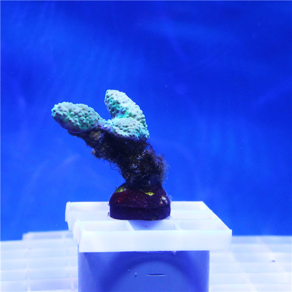 Green Encrusting Montipora Coral Frag | SPS CORAL FRAGS | Corals Online