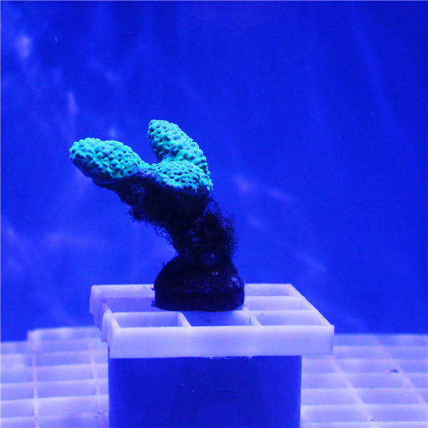 Green Encrusting Montipora Coral Frag | SPS CORAL FRAGS | Corals Online
